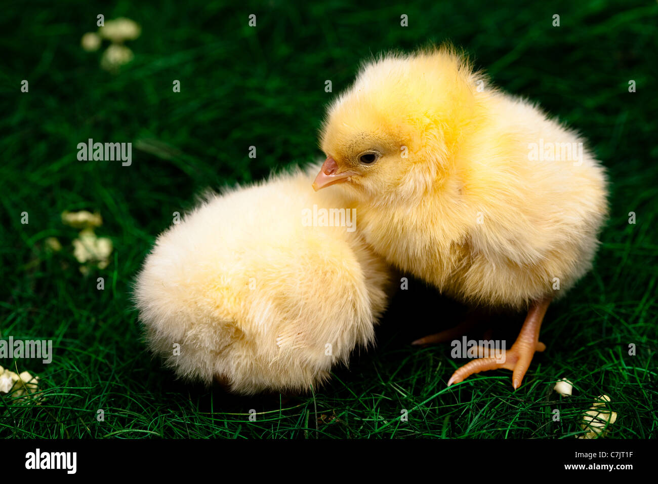 Yellow Chick over grass Stock Photo - Alamy
