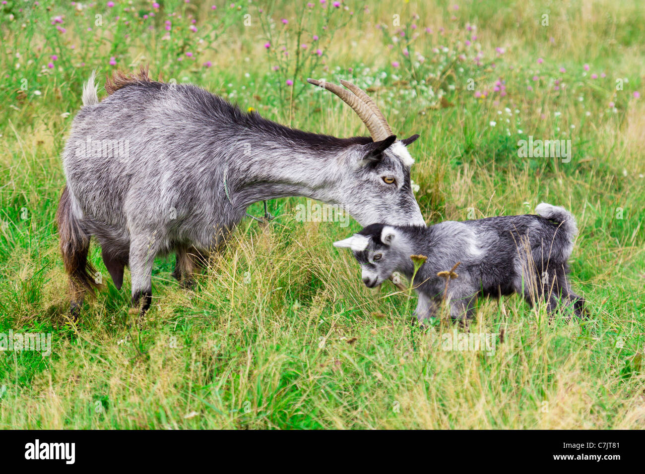 Cute grey goat kid with mother goat on a farm Stock Photo - Alamy