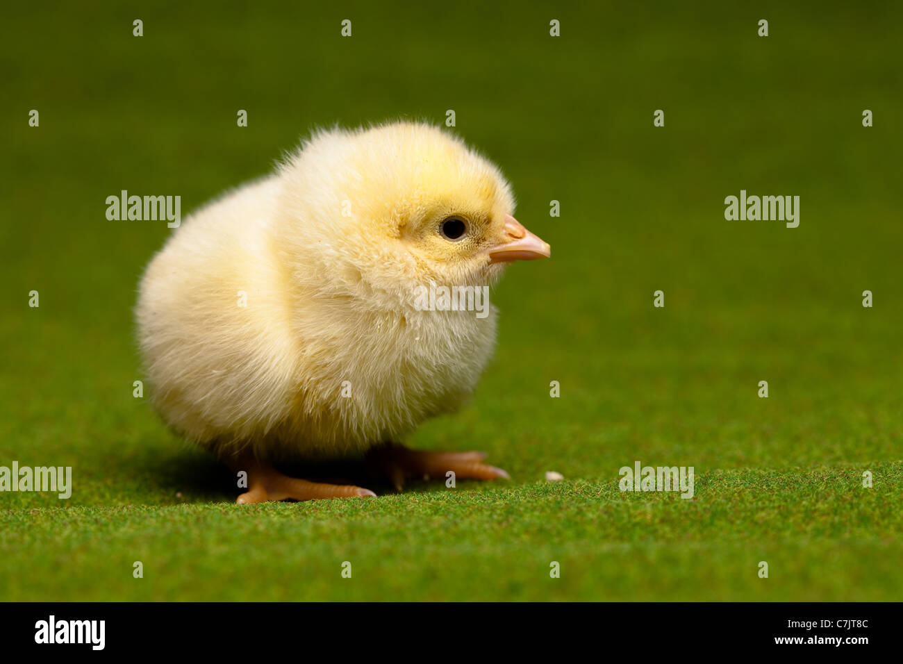 Yellow Chick over grass Stock Photo - Alamy