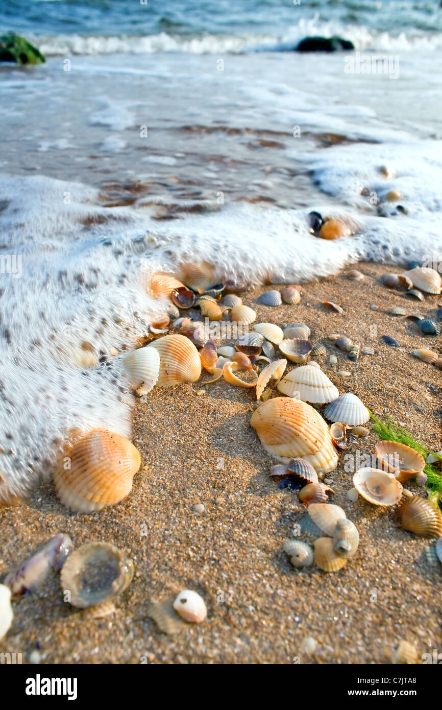 Seashor hi-res stock photography and images - Alamy