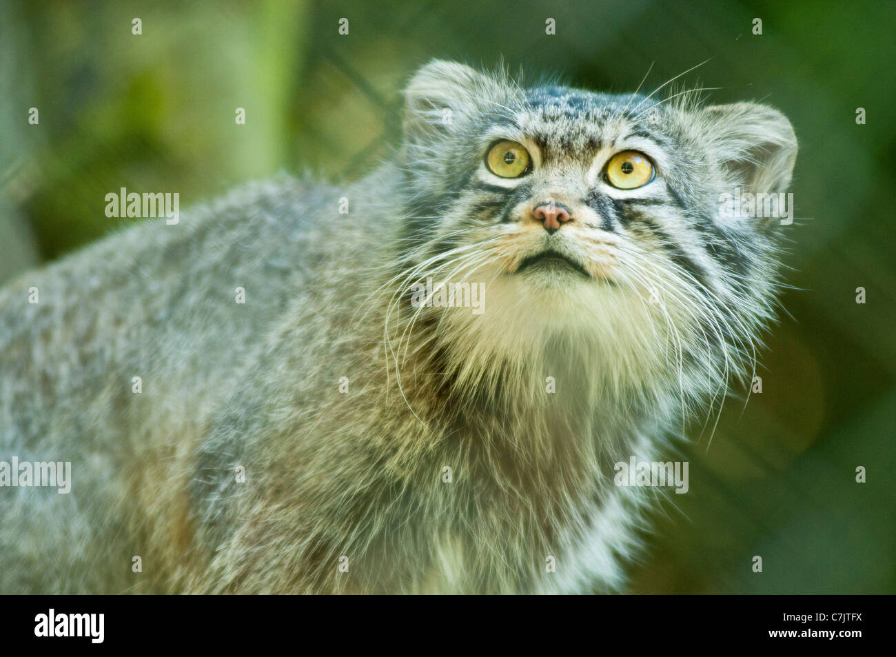 Pallas cat hi-res stock photography and images - Alamy