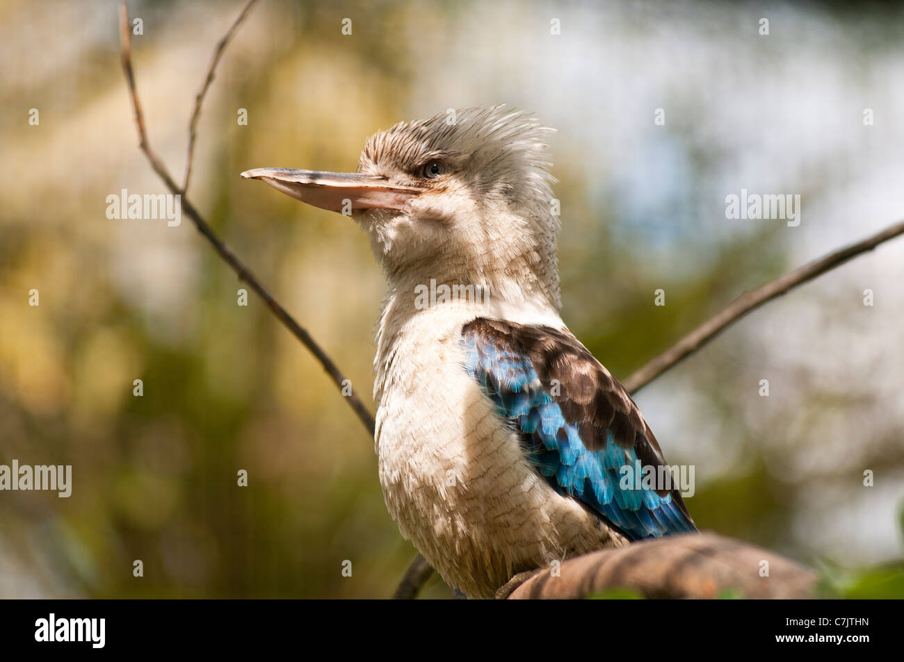 Australian winged wildlife hi-res stock photography and images - Alamy