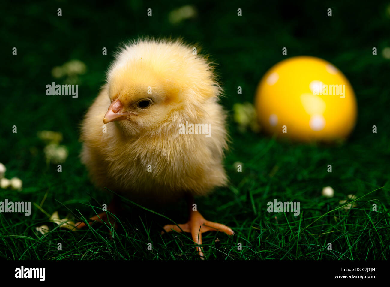 Yellow Chick over grass Stock Photo - Alamy