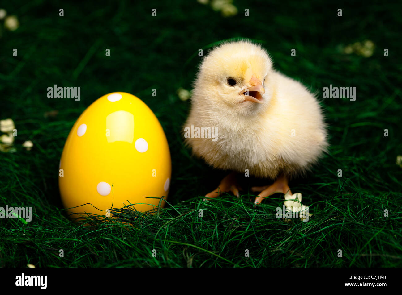 Yellow Chick over grass Stock Photo - Alamy