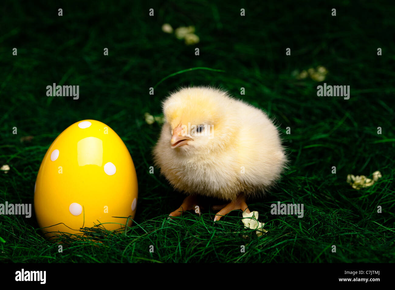Yellow Chick over grass Stock Photo - Alamy