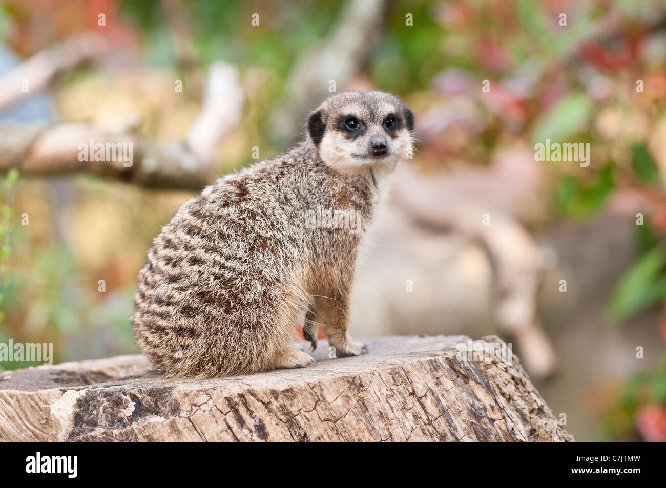 Meerkat sitting on tree stump Stock Photo - Alamy