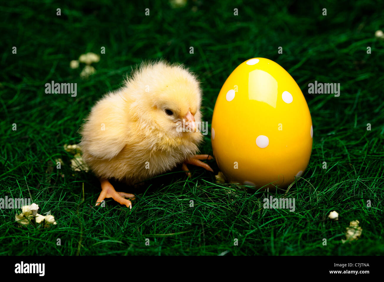 Yellow Chick over grass Stock Photo - Alamy