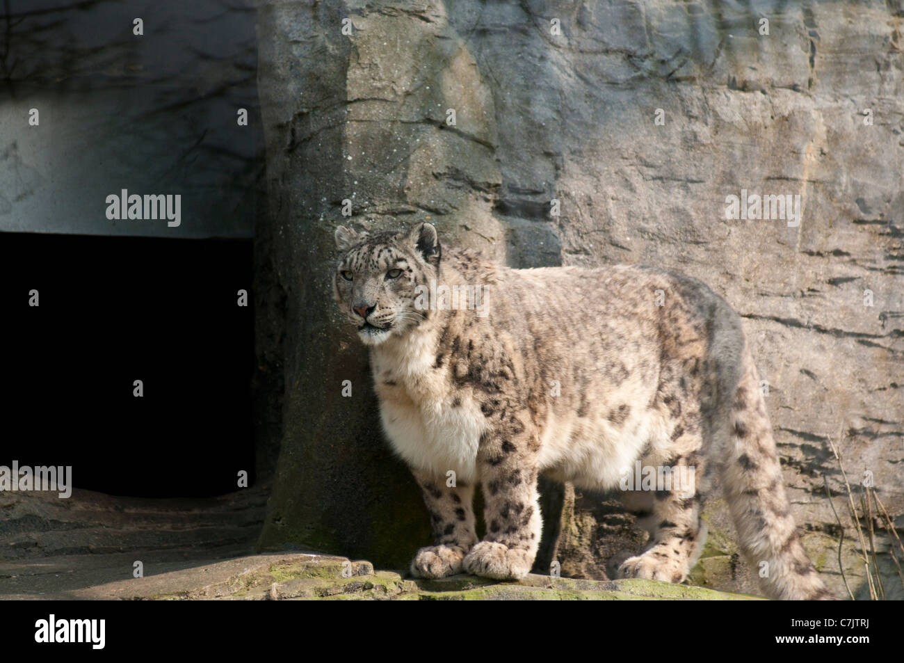 Snow leopard side view hi-res stock photography and images - Alamy