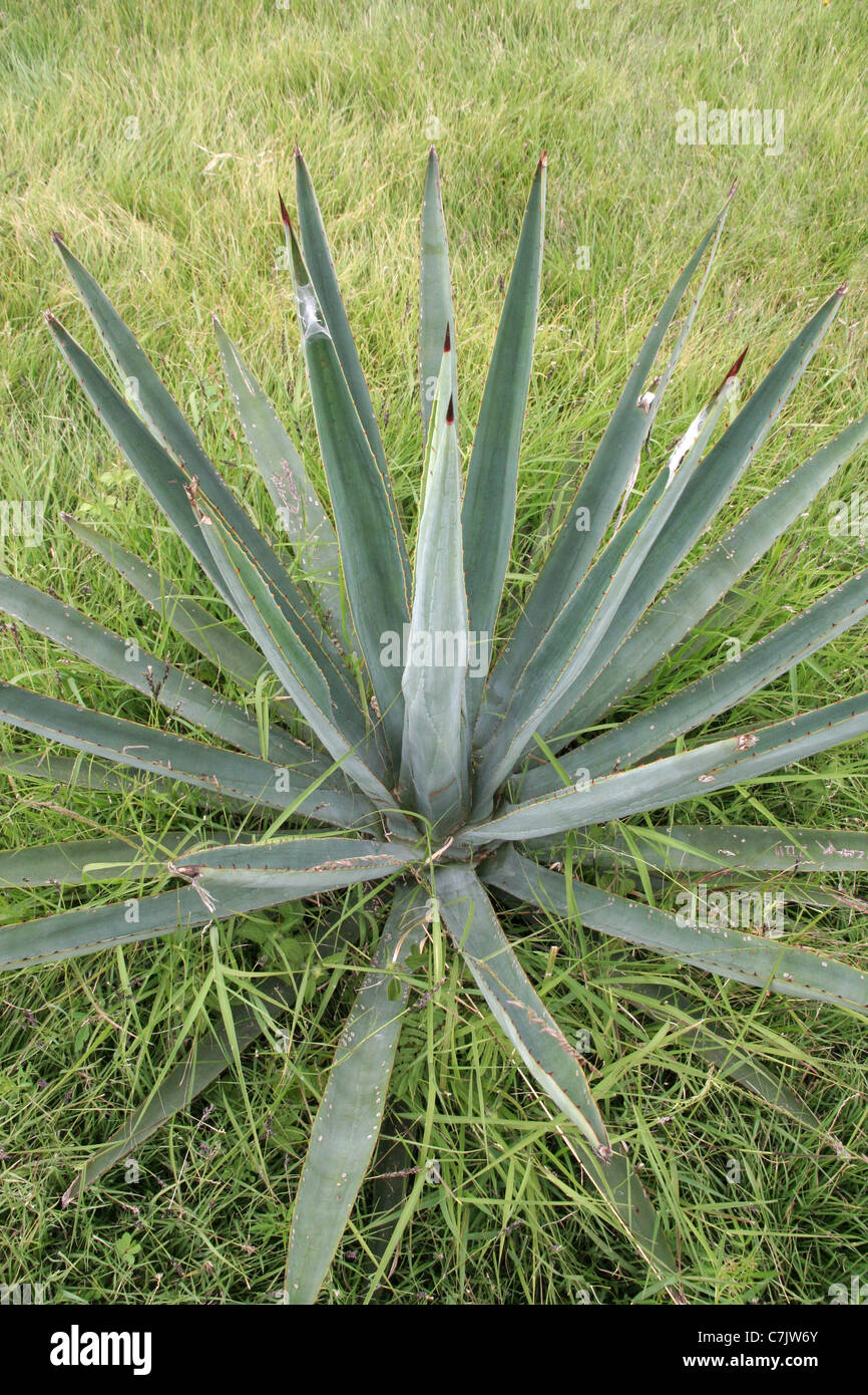 Agave, plant used for producing mezcal in Mexico Stock Photo - Alamy