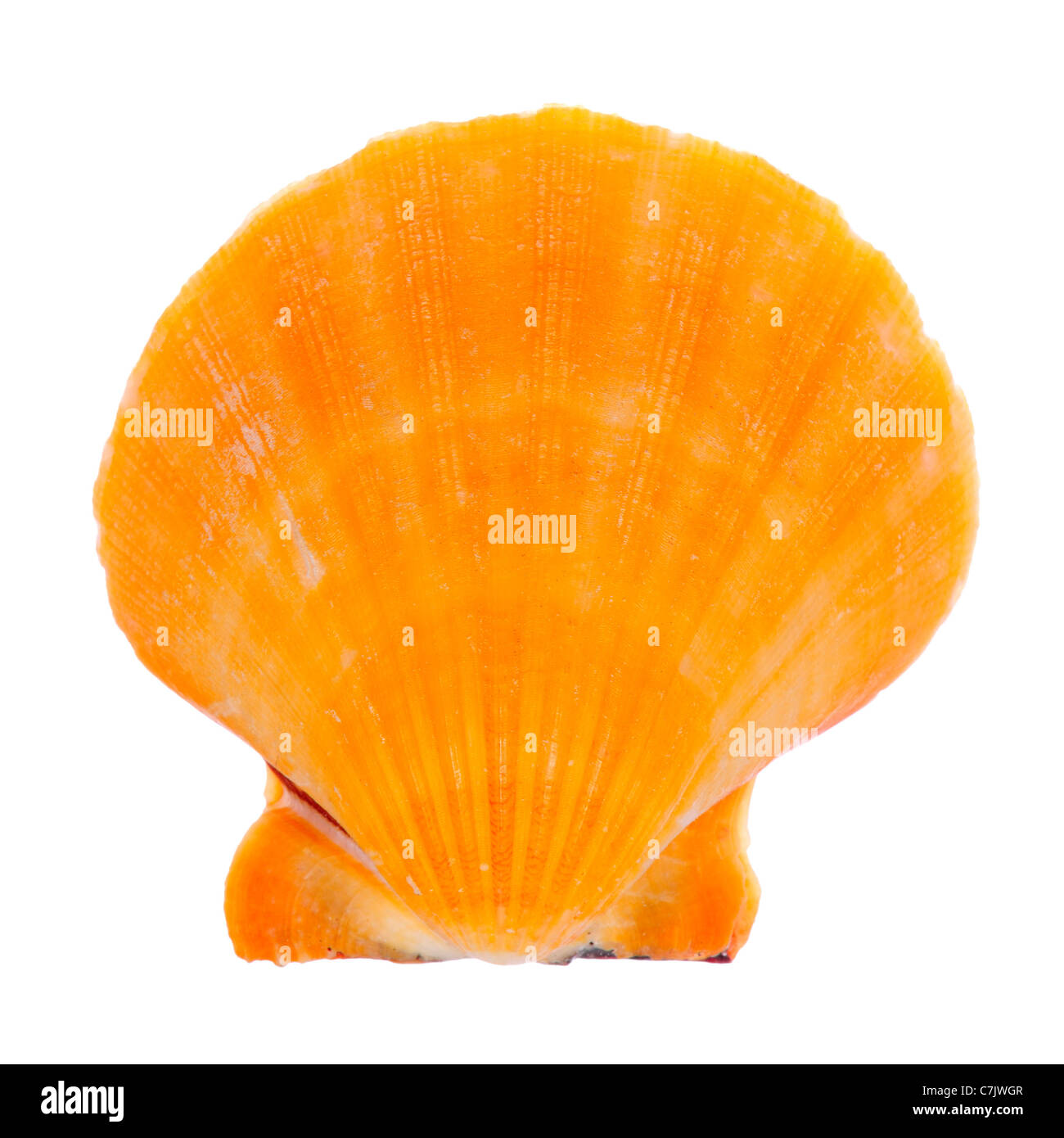 Orange Hexilum shell c5cm Stock Photo - Alamy