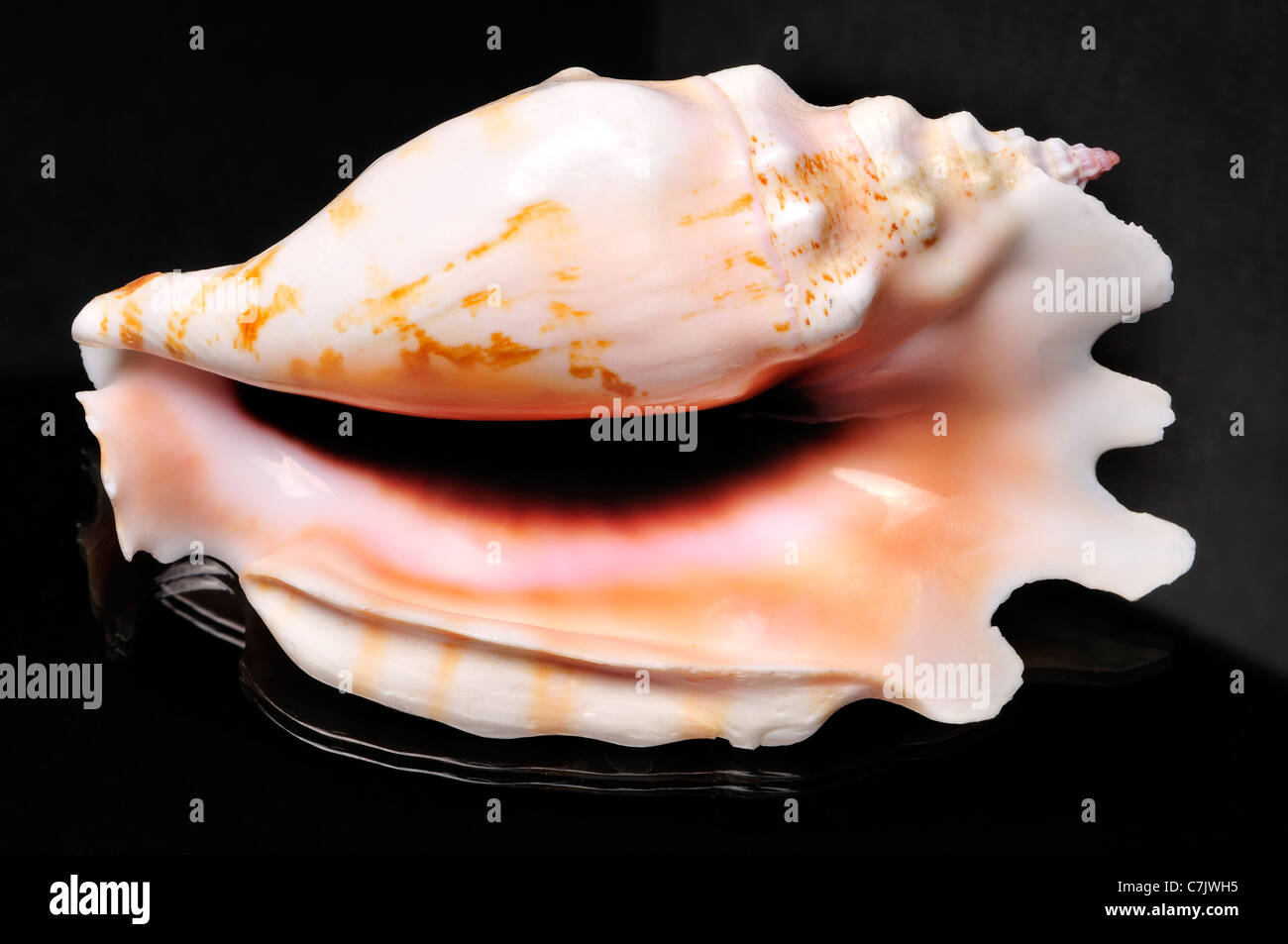 Strombus conch hi-res stock photography and images - Alamy