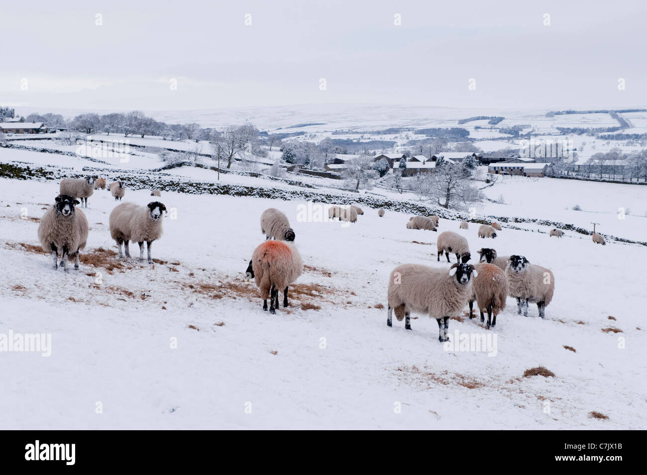 Cold snowy winter day & flock of sheep high on exposed hillside field ...