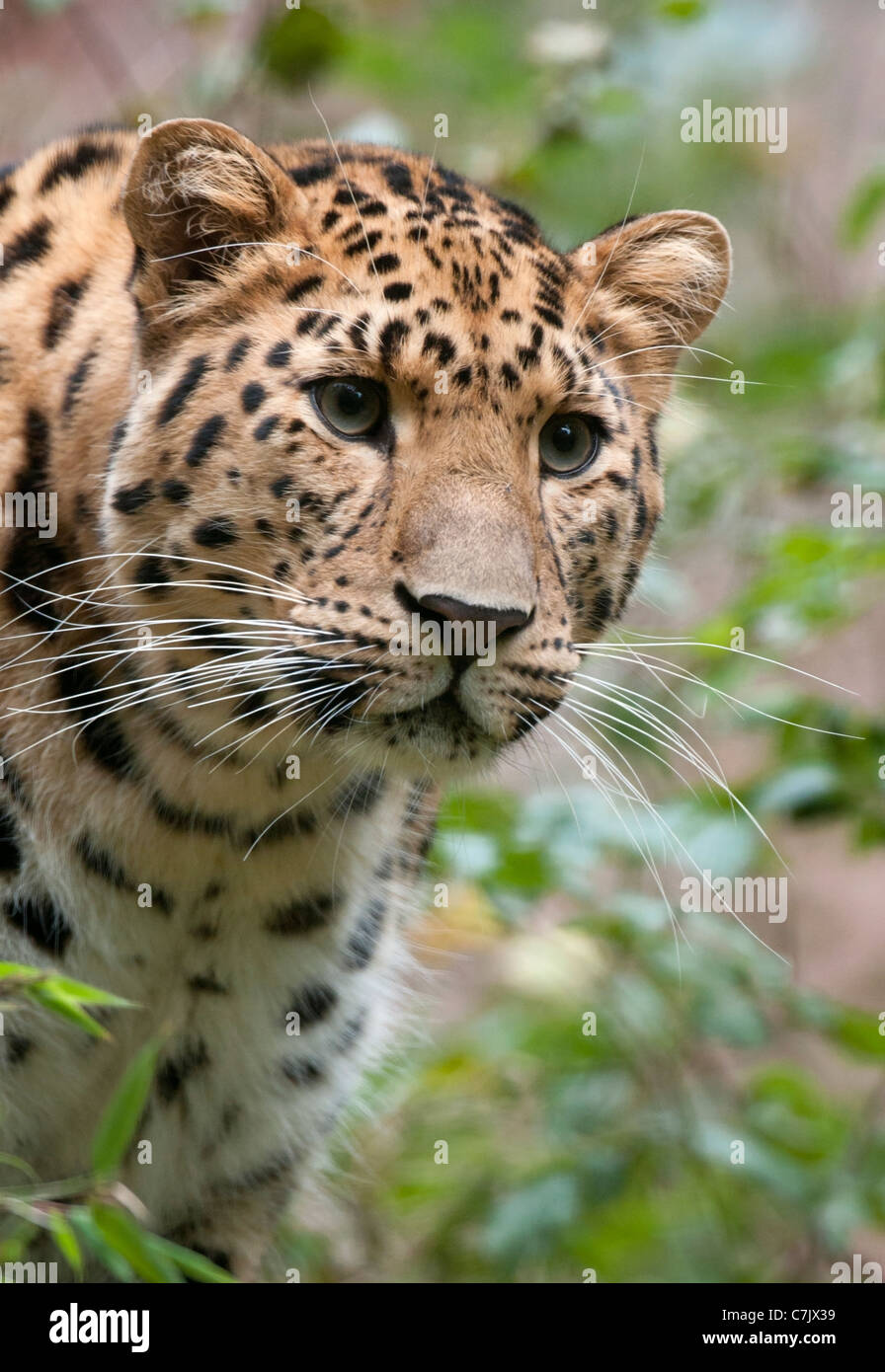 Male Amur leopard Stock Photo - Alamy