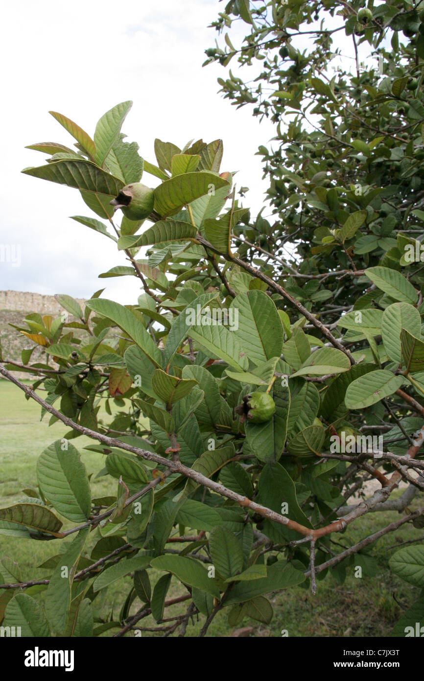 Guava tree. Oaxaca, Mexico Stock Photo - Alamy