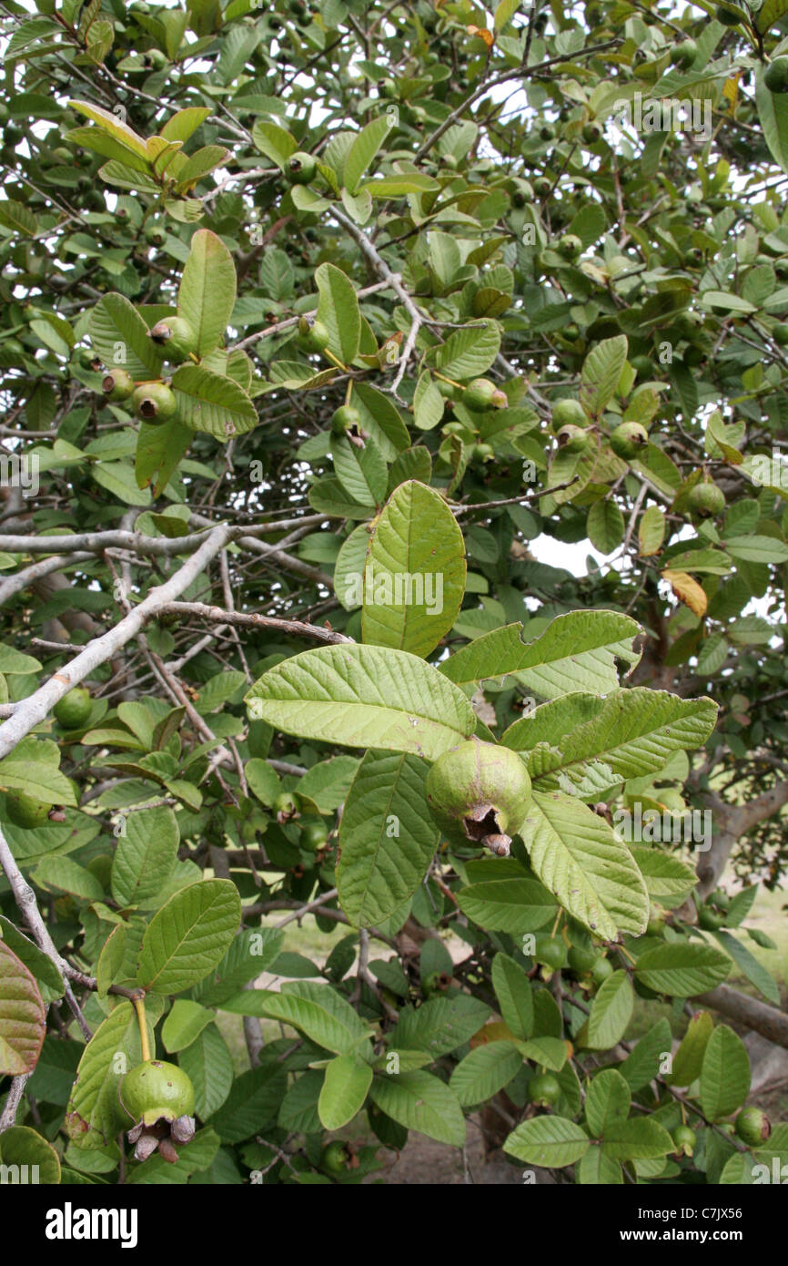 Guava tree. Oaxaca, Mexico Stock Photo - Alamy