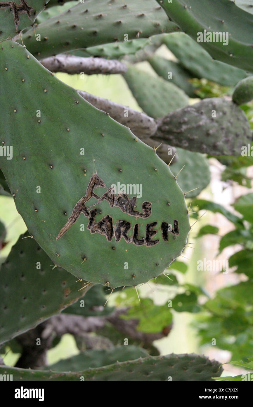 Nopal cactus. Oaxaca, Mexico Stock Photo - Alamy