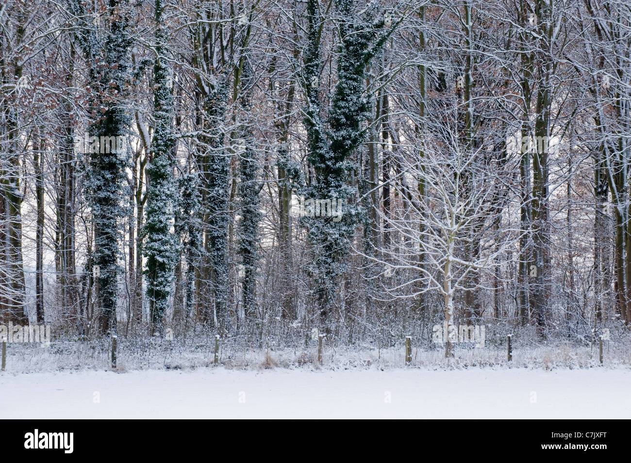 Snowy winter scene in scenic countryside (bare deciduous trees in ...