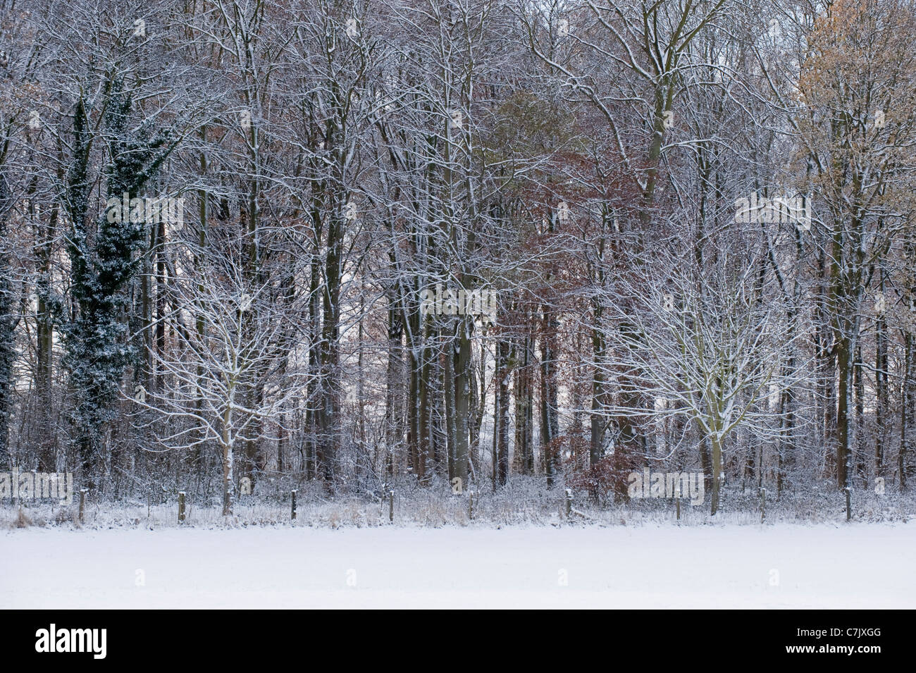 Snowy winter scene in scenic countryside (bare deciduous trees in ...