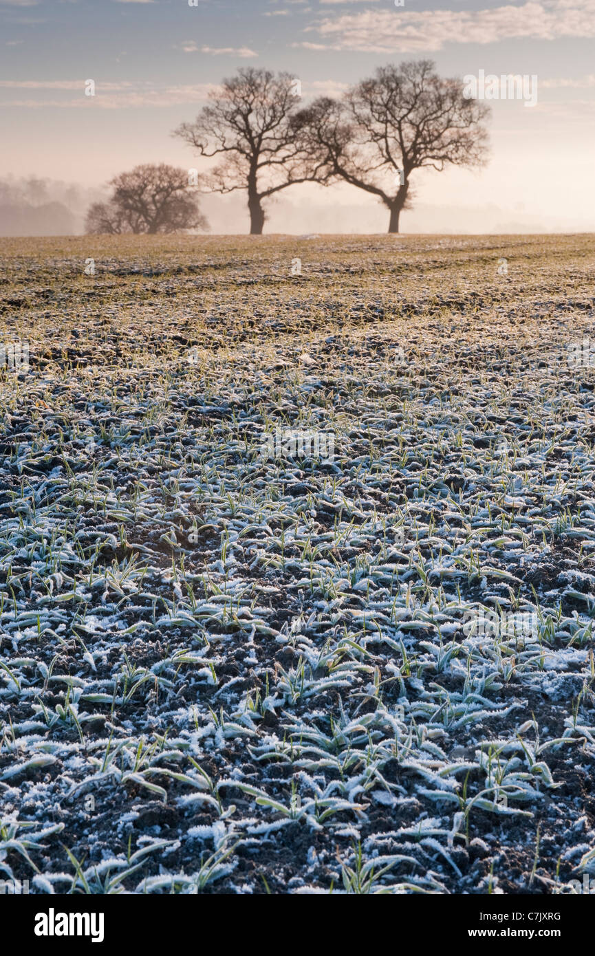 Winter Wheat Plants High Resolution Stock Photography and Images - Alamy