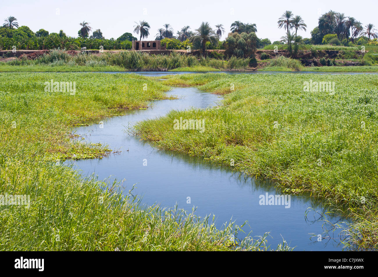 A small stream flowing through reeds and grasses at the edge of ...