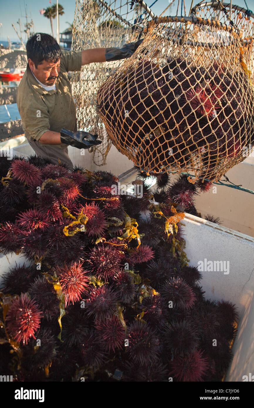 commercial divers unload their catch of red sea urchins, Santa Barbara ...