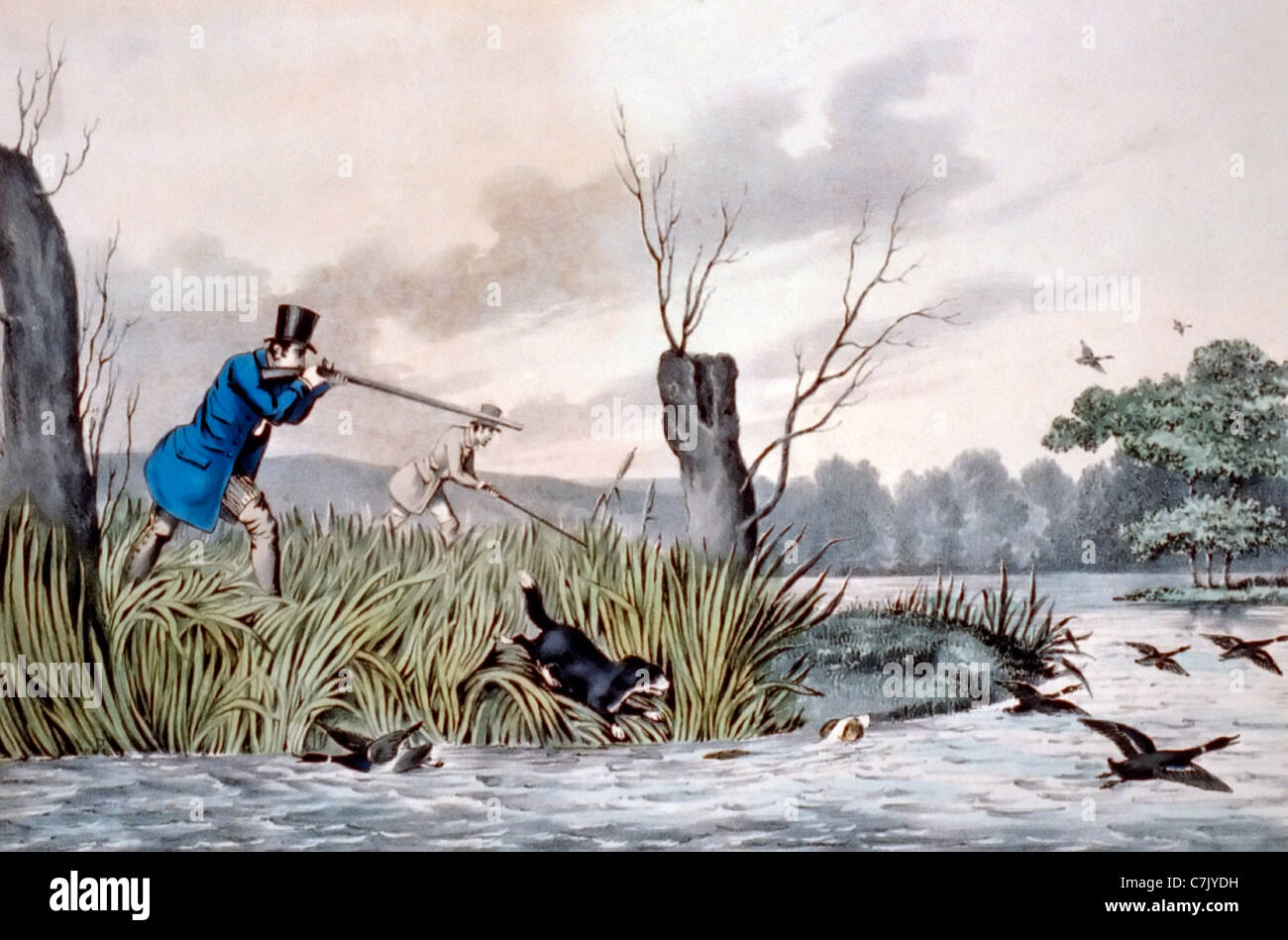 Duck and reeds hi-res stock photography and images - Alamy