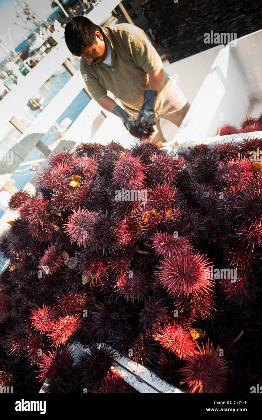 Strongylocentrofus hi-res stock photography and images - Alamy