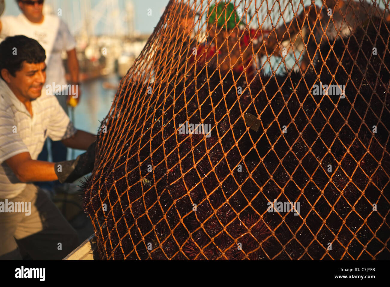commercial divers unload their catch of red sea urchins, Santa Barbara ...