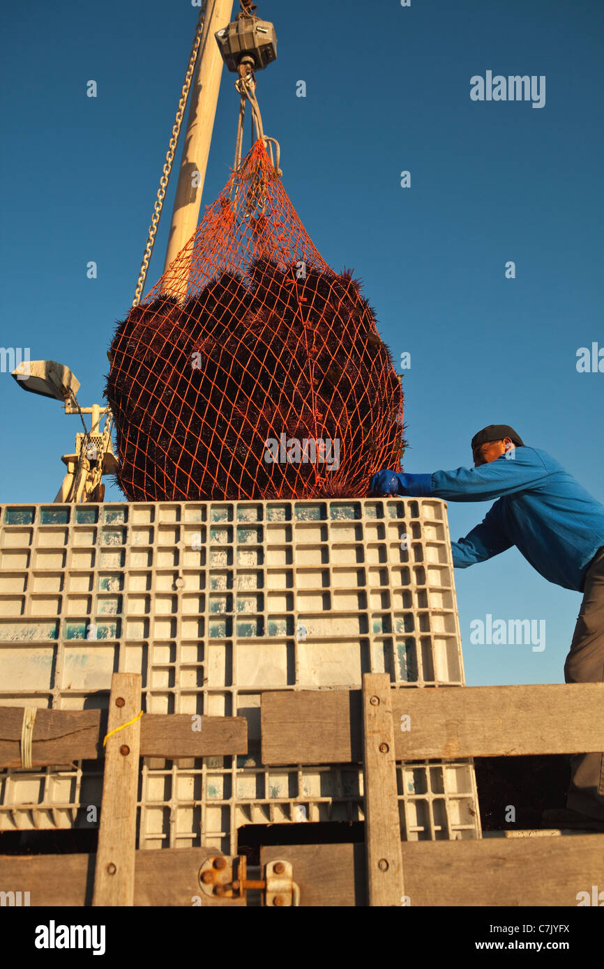 freshly harvested red sea urchins are unloaded into trucks for ...