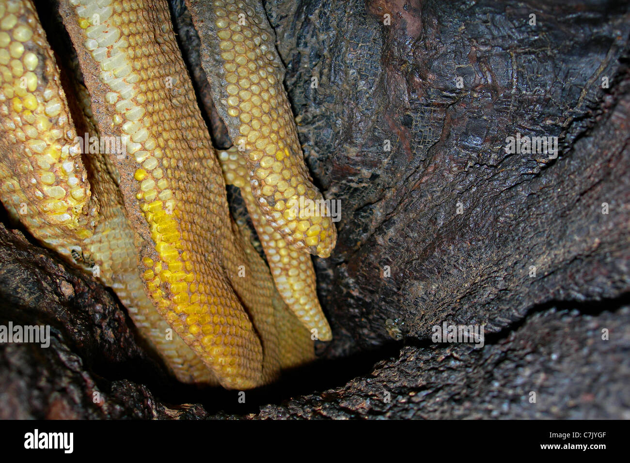 Beehive, Monte Nido, California Stock Photo - Alamy