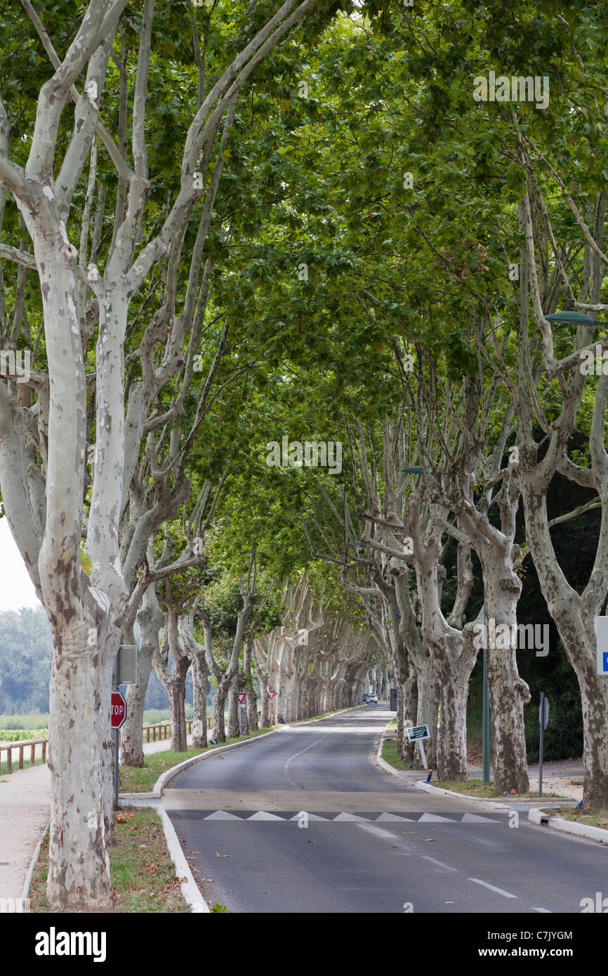 Plane trees provence hi-res stock photography and images - Alamy