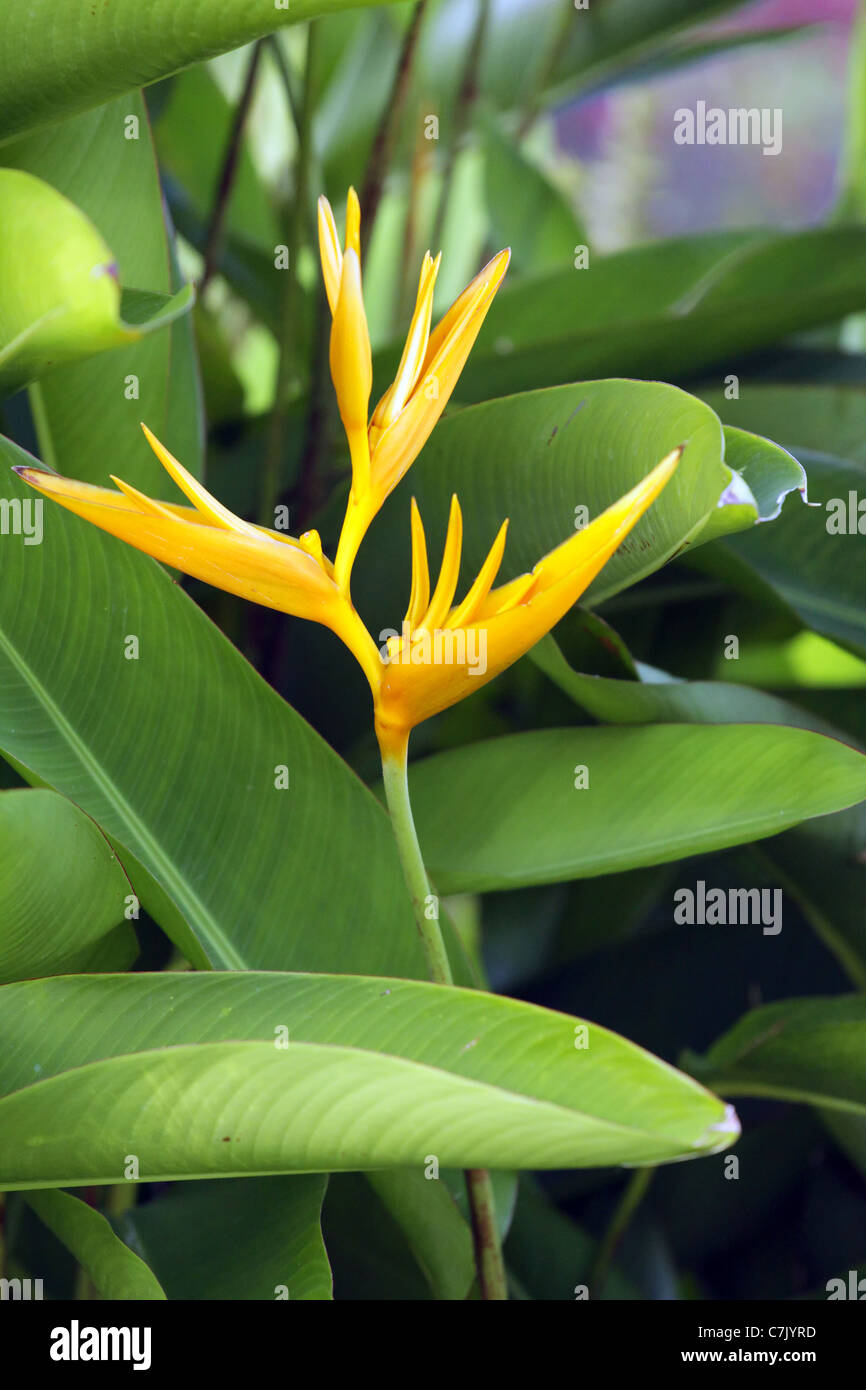 Yellow flower. Heliconia Stock Photo - Alamy