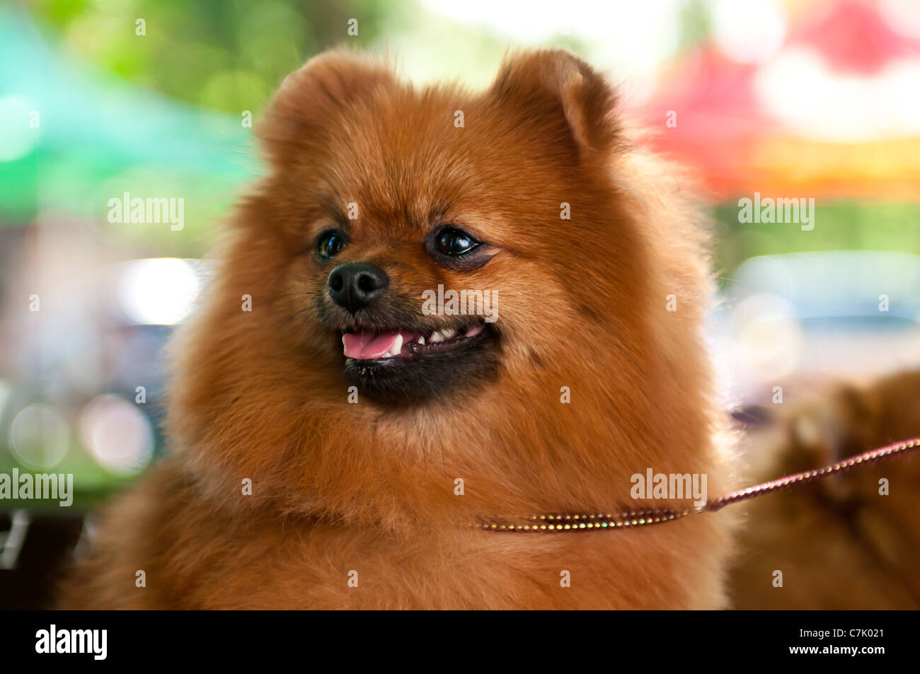 German Spitz is used to refer to both a breed of dog and category or ...