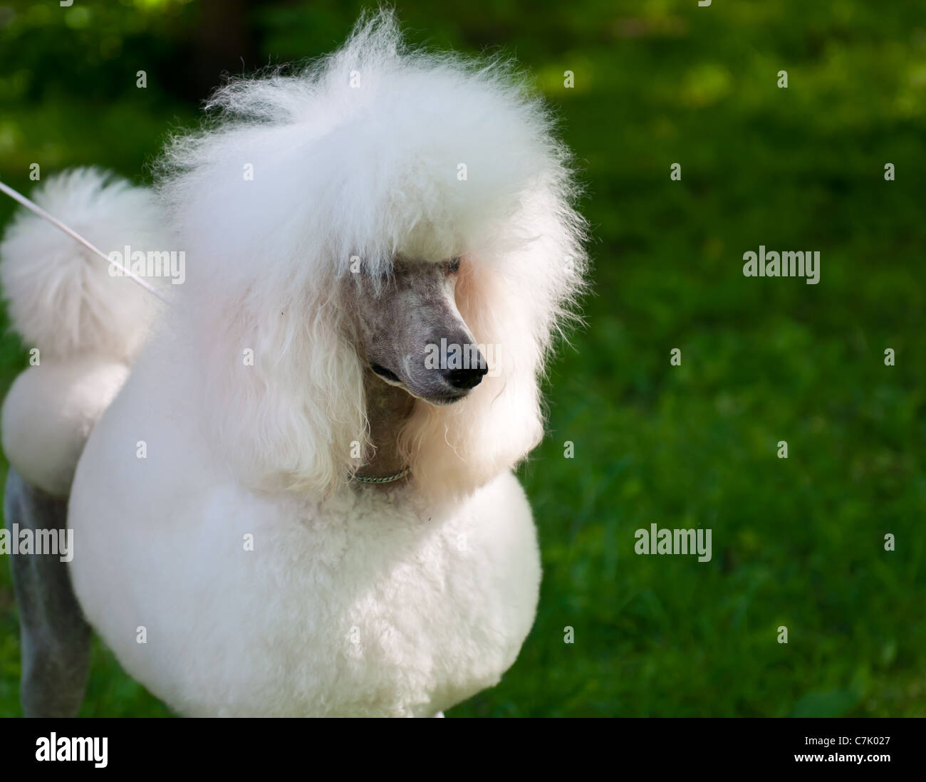 Poodle is a breed of dog. Poodles are retrievers or gun dogs Stock ...