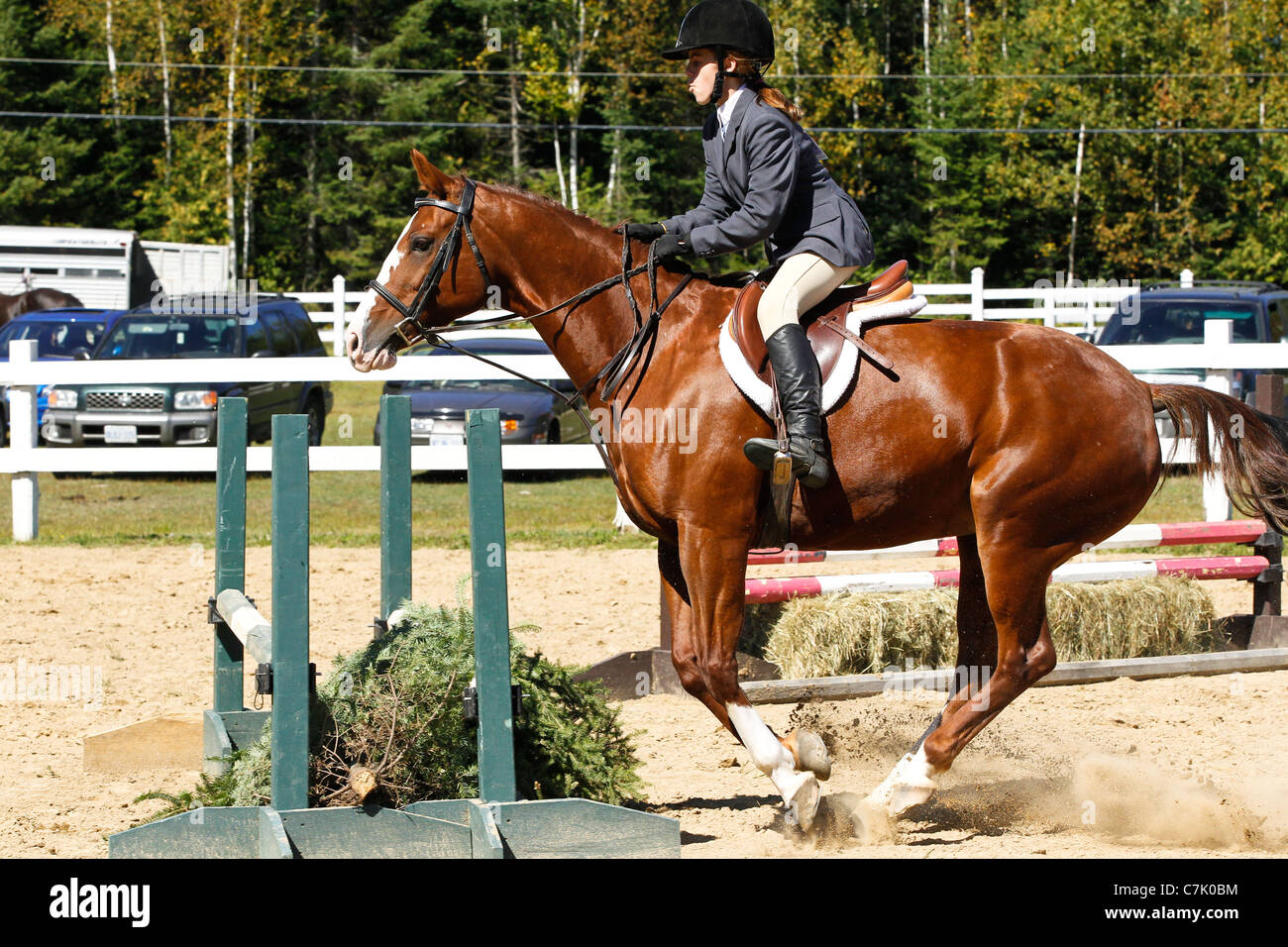Chestnut Quarter Horse Jumping