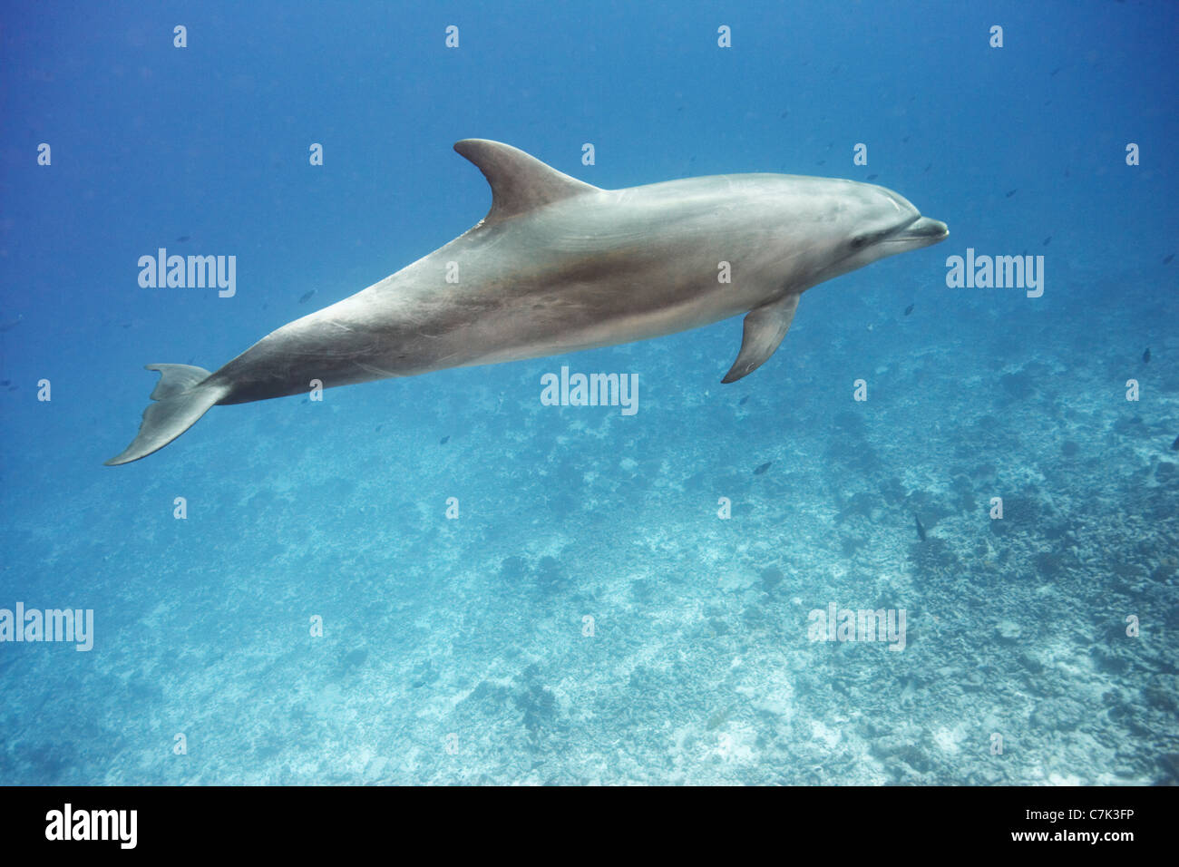 Dolphin Fish Stock Photos & Dolphin Fish Stock Images - Alamy