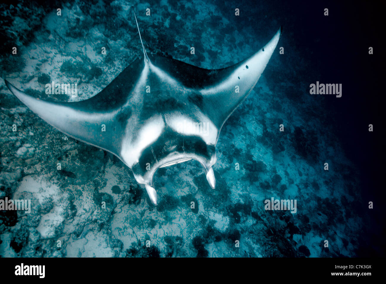 Manta ray swimming in coral Stock Photo - Alamy