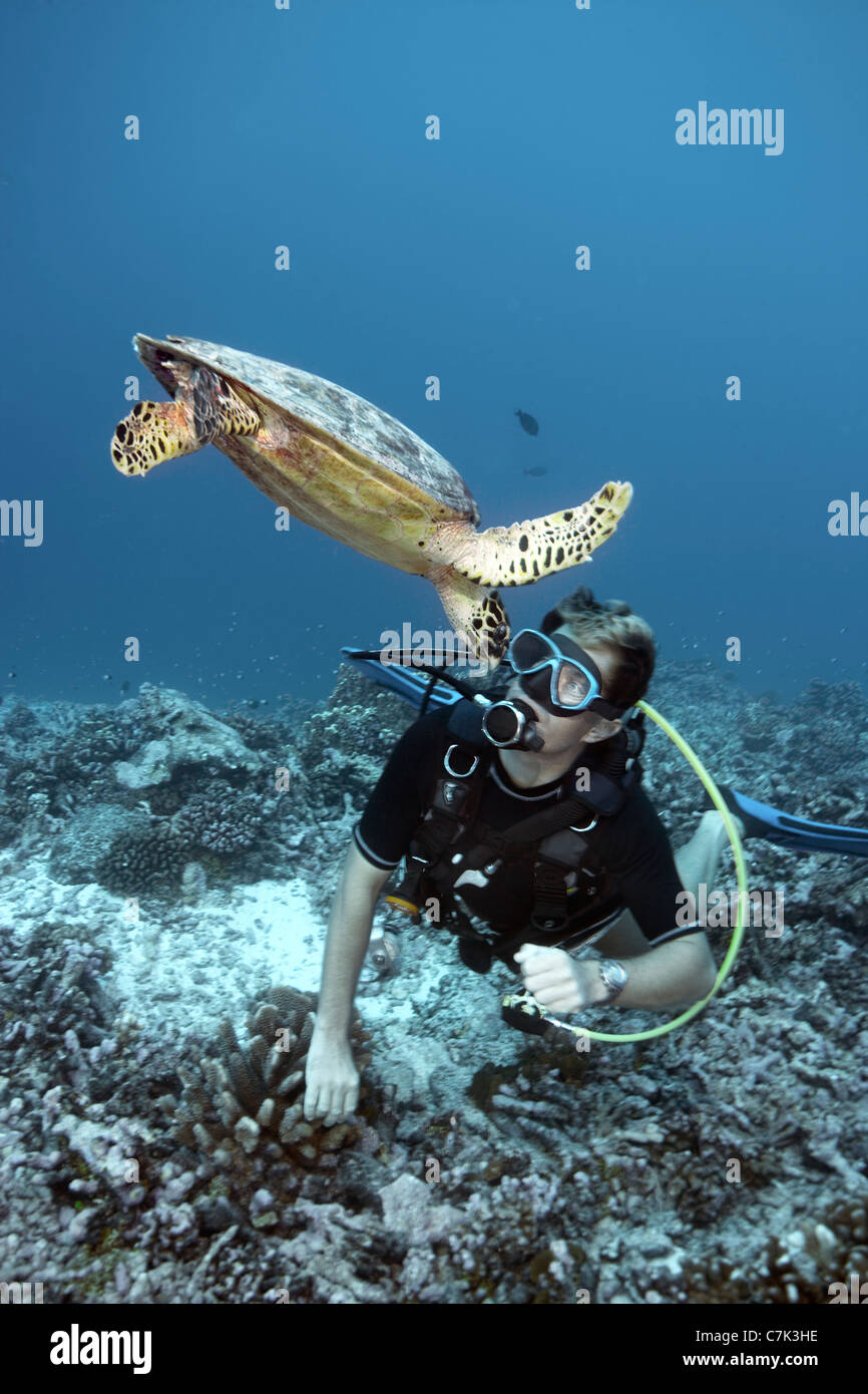 Diver swimming with hawksbill turtle Stock Photo - Alamy