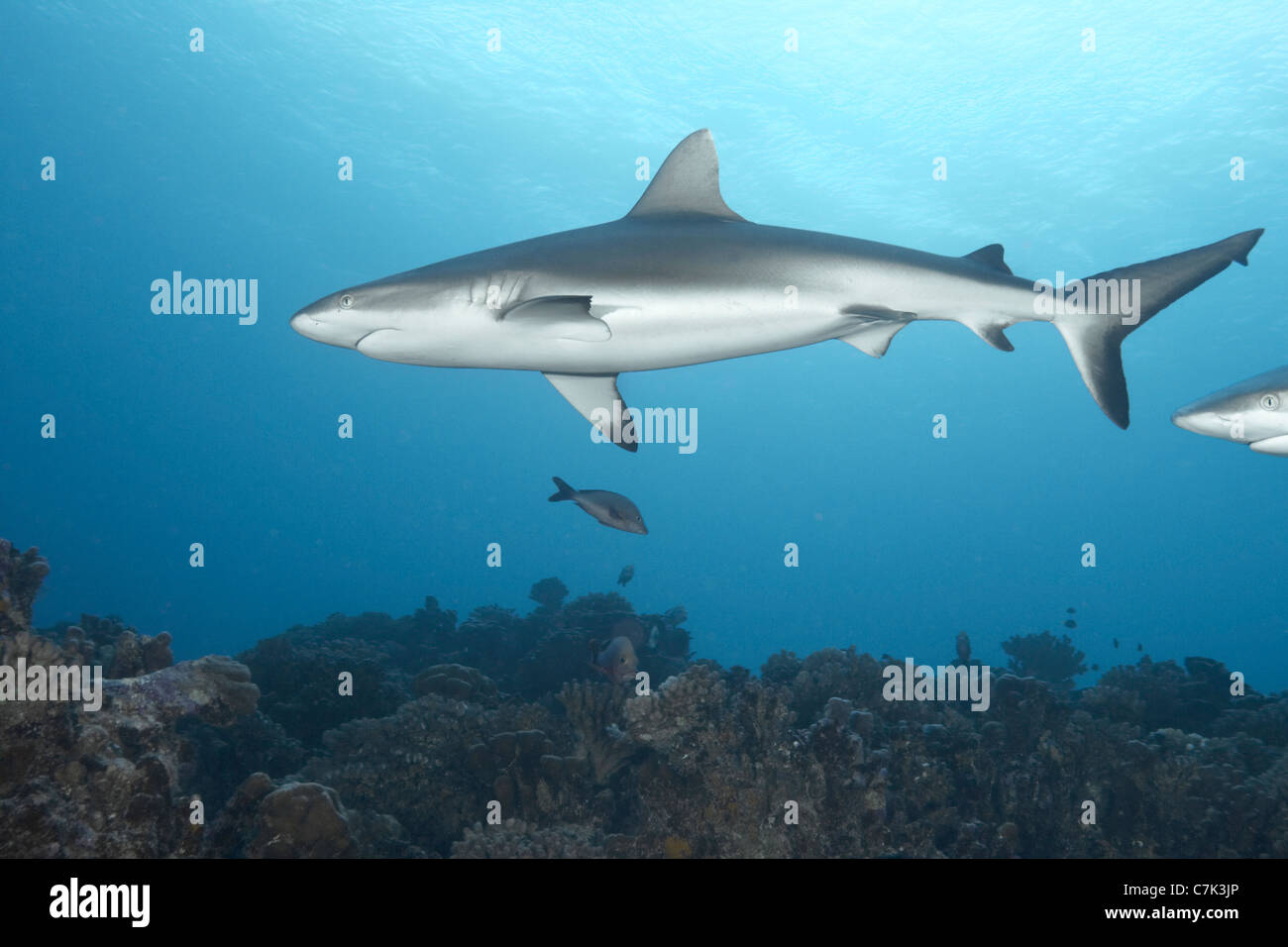 White Tip Reef Shark High Resolution Stock Photography and Images - Alamy