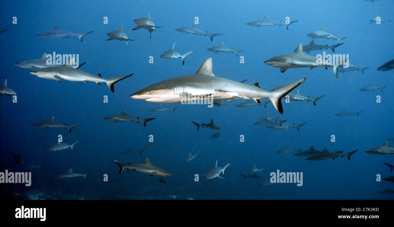 White tip reef shark underwater hi-res stock photography and images - Alamy