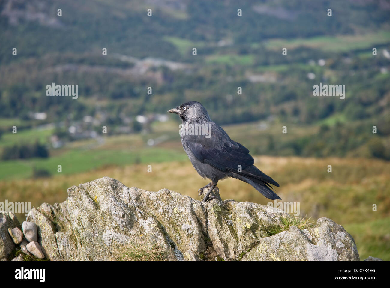 Eurasian jackdaw standing hi-res stock photography and images - Alamy