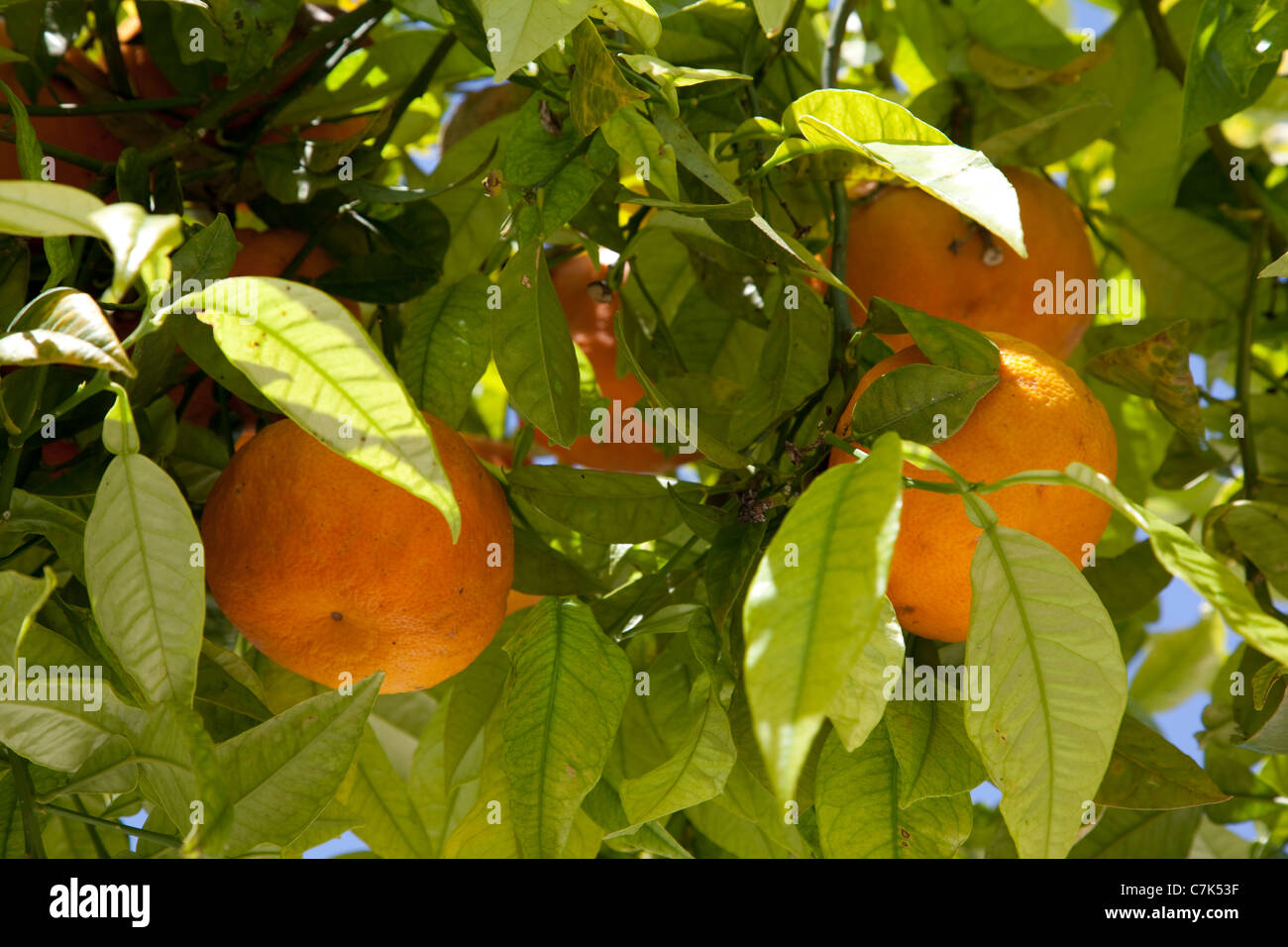 Portugal, Algarve, Pademe, Orange Tree Stock Photo - Alamy