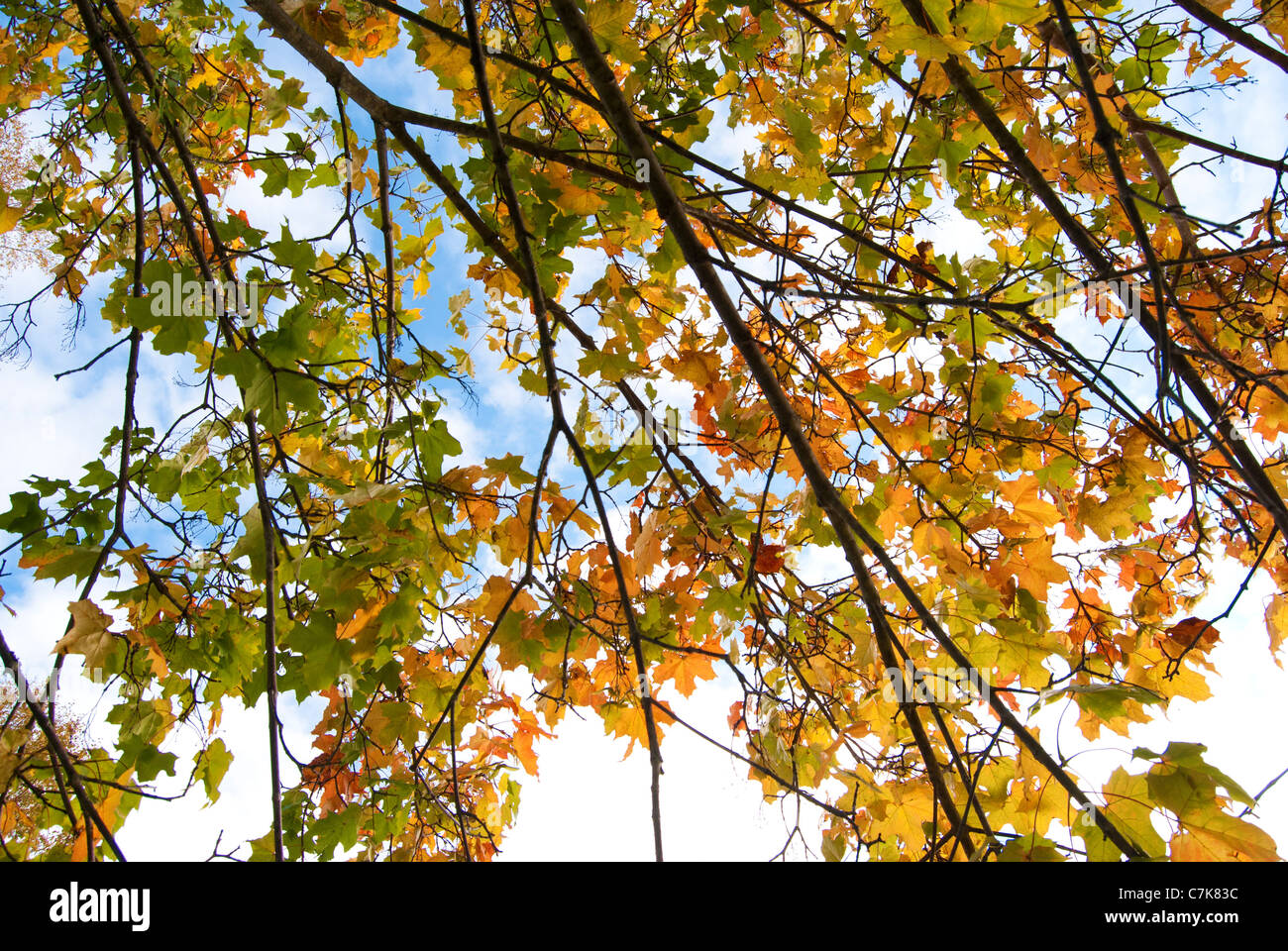 Autumn tree hi-res stock photography and images - Alamy