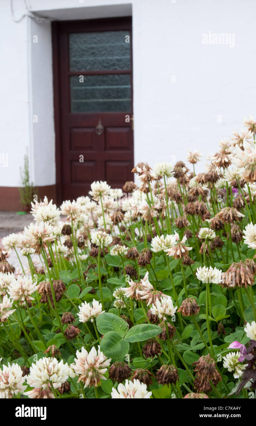 Irish clover hi-res stock photography and images - Alamy