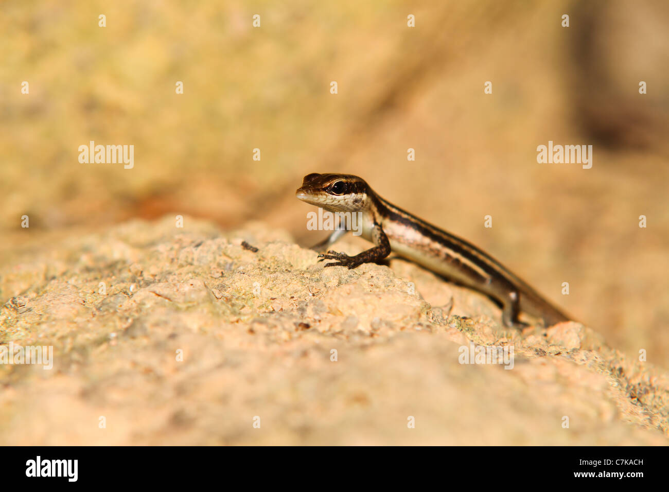 Curious looking lizard, Seychelles Stock Photo - Alamy