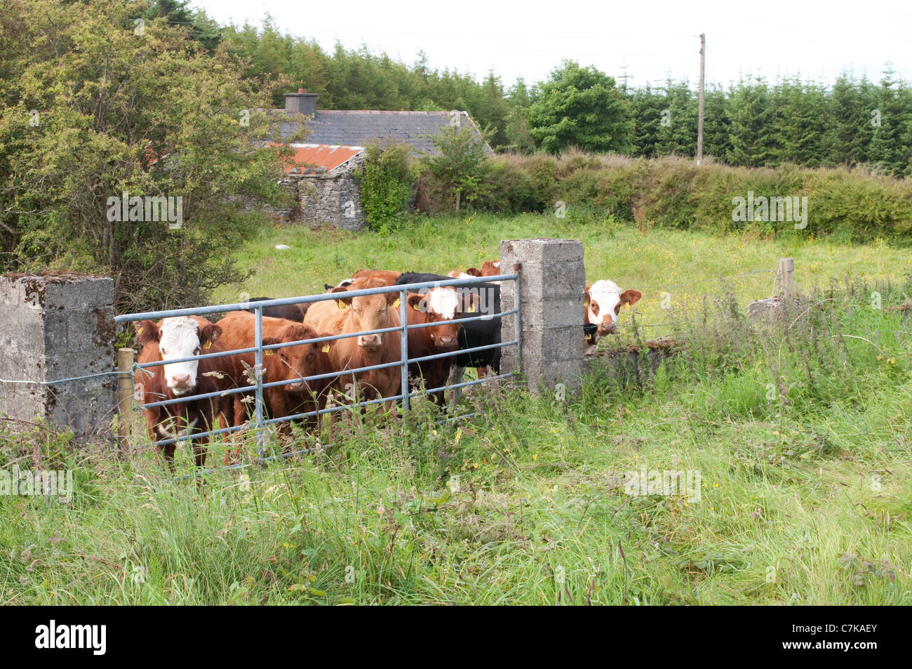 Cow and gate hi-res stock photography and images - Alamy