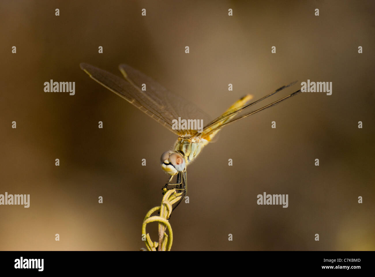 Spanish fly insect hi-res stock photography and images - Alamy