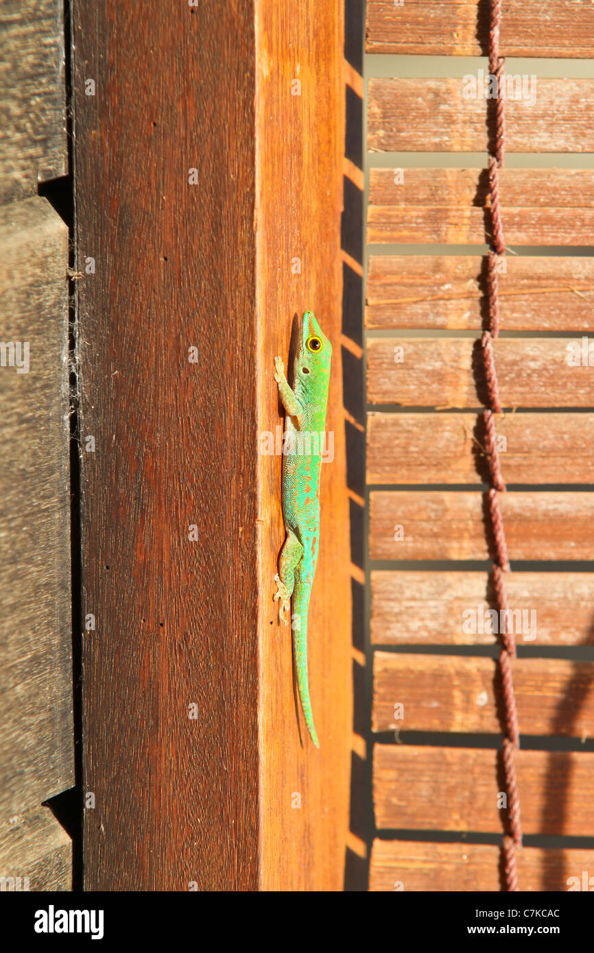 Phelsuma astriata, the Seychelles (Small) Day Gecko or Stripeless Day ...