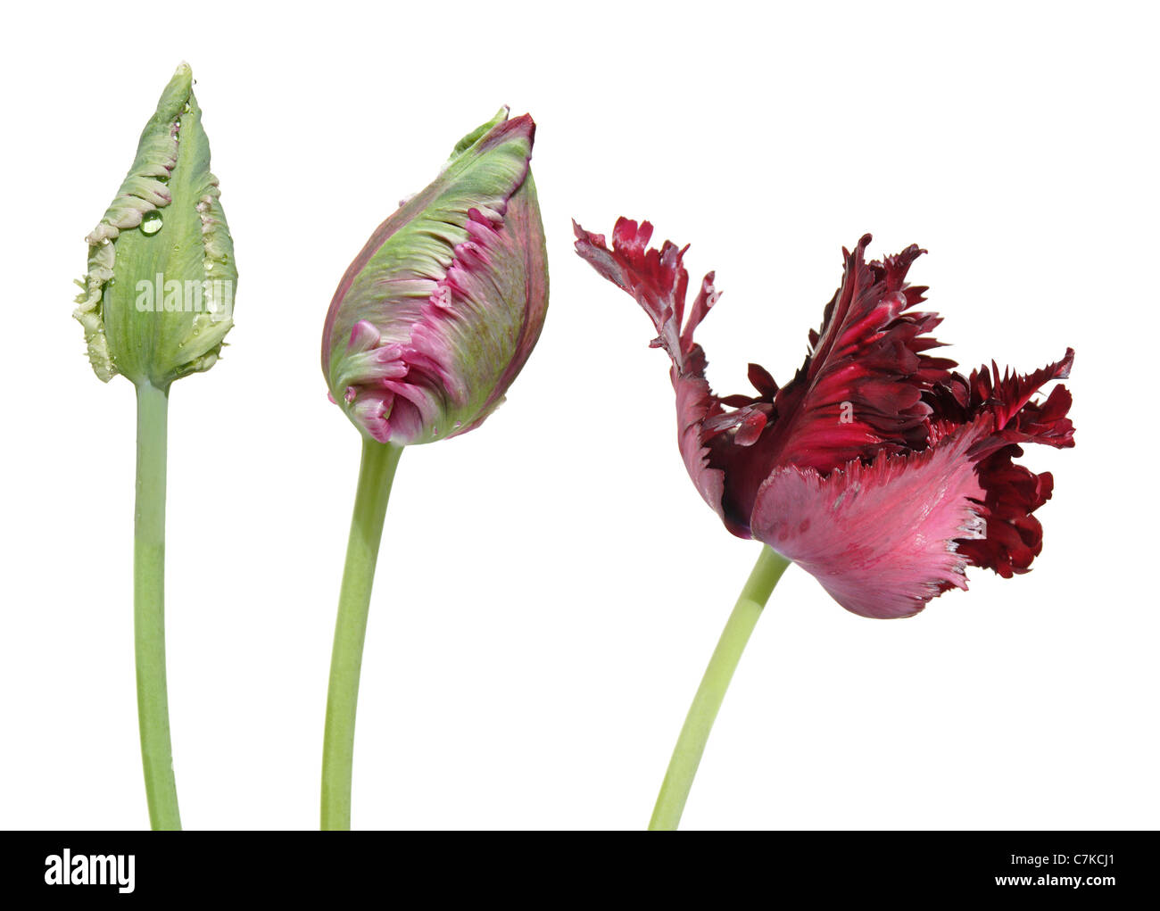 Opening edge Cut Out Stock Images & Pictures - Alamy