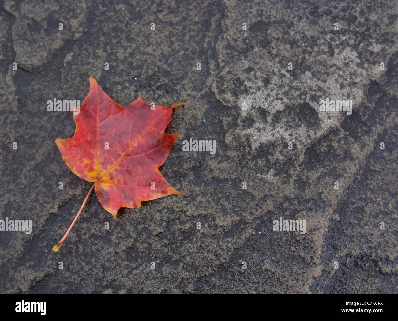 Hard leaf hi-res stock photography and images - Alamy